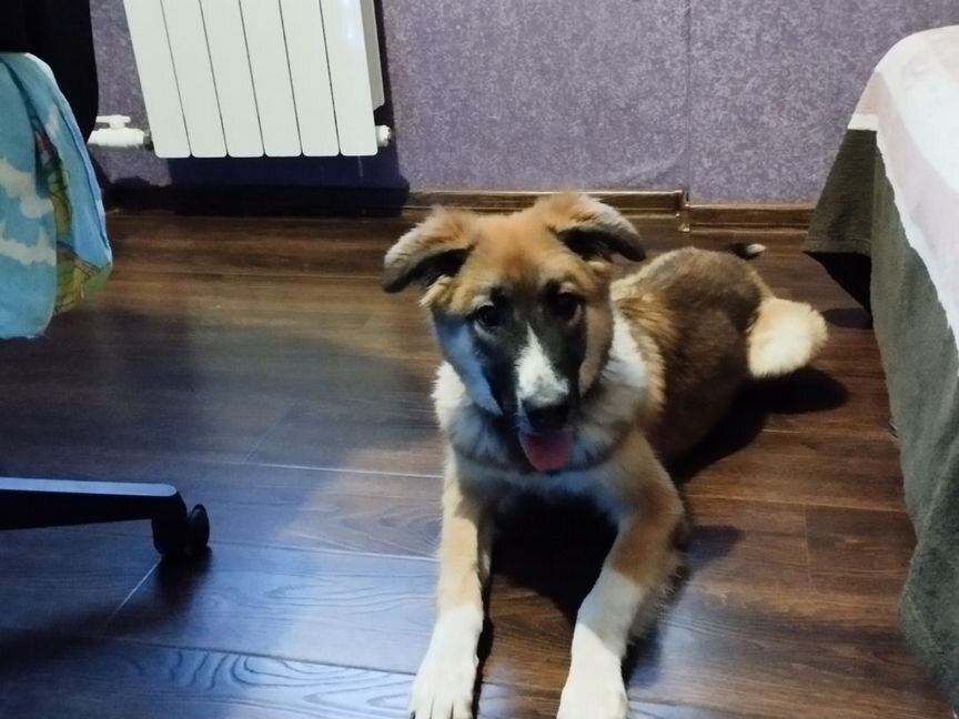 Собака в добрые руки