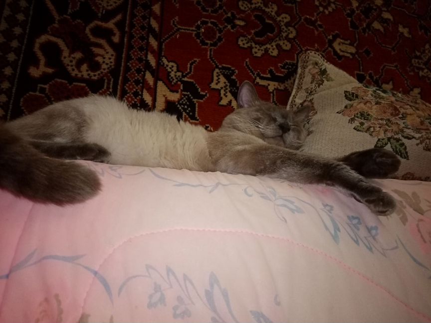 Потерялся Тайский кот