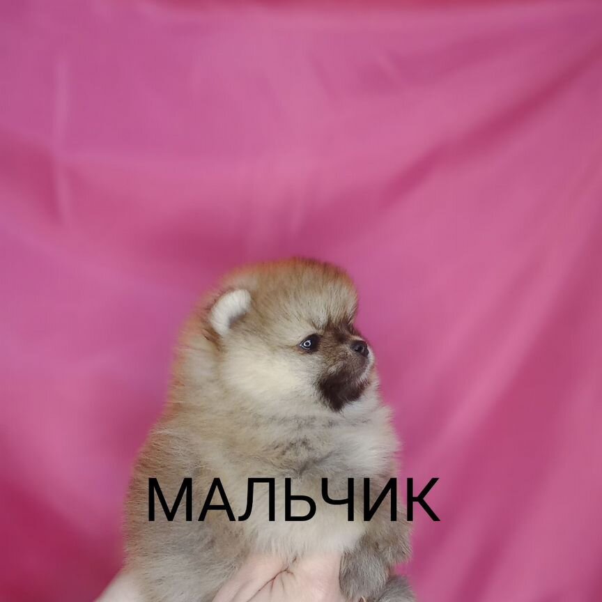 Пушистые комочки