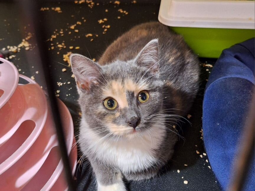 Котенок в добрые руки