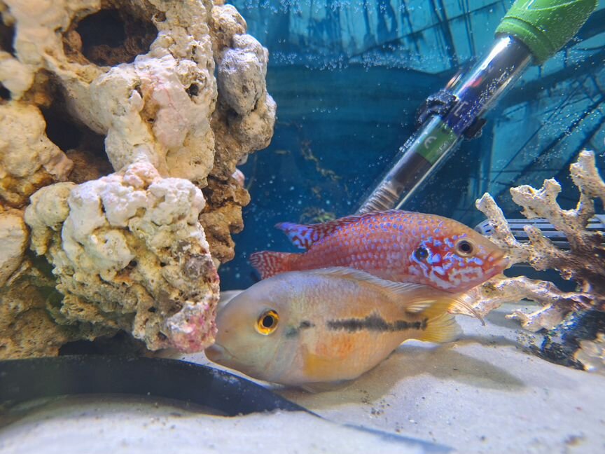 Аквариумные рыбы