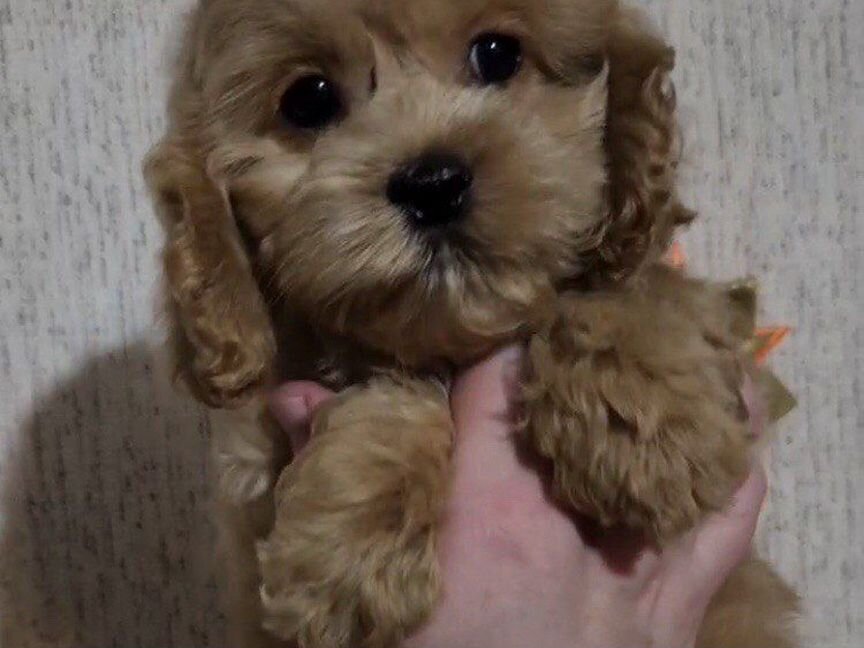 Щенки кокапу