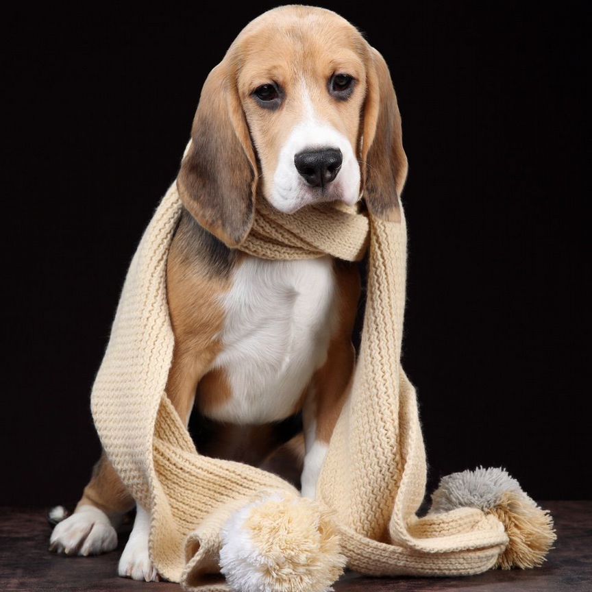 Бигль, щенок