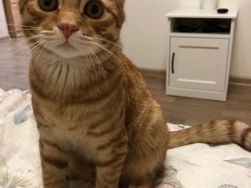 Котята в добрые руки бесплатно мальчик