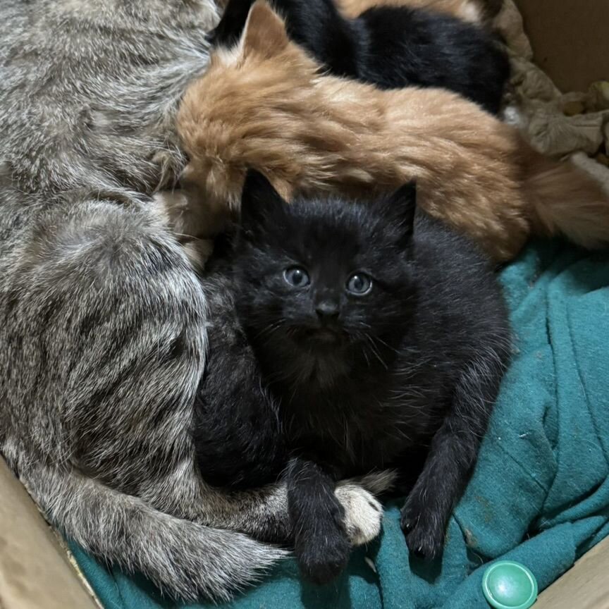 Котята в добрые руки бесплатно