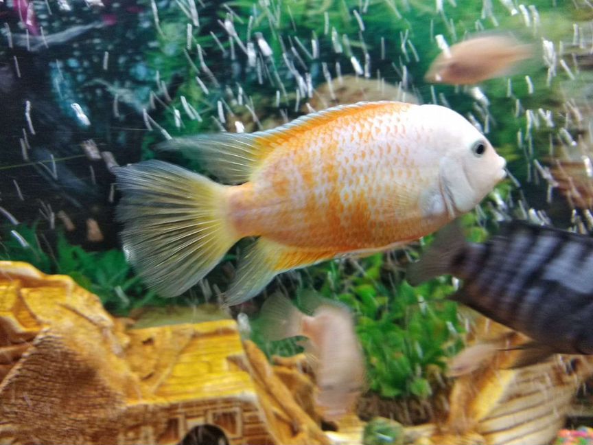 Аквариумные рыбы чернополосник альбинос