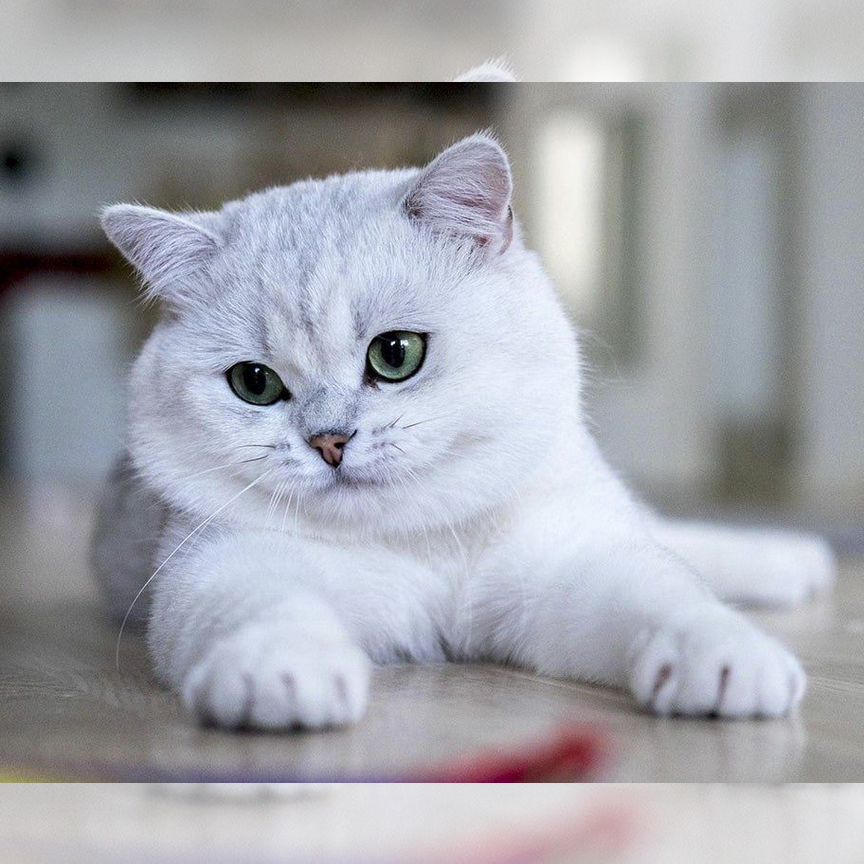 Британская