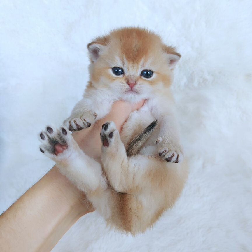 Британские котята золотая шиншилла