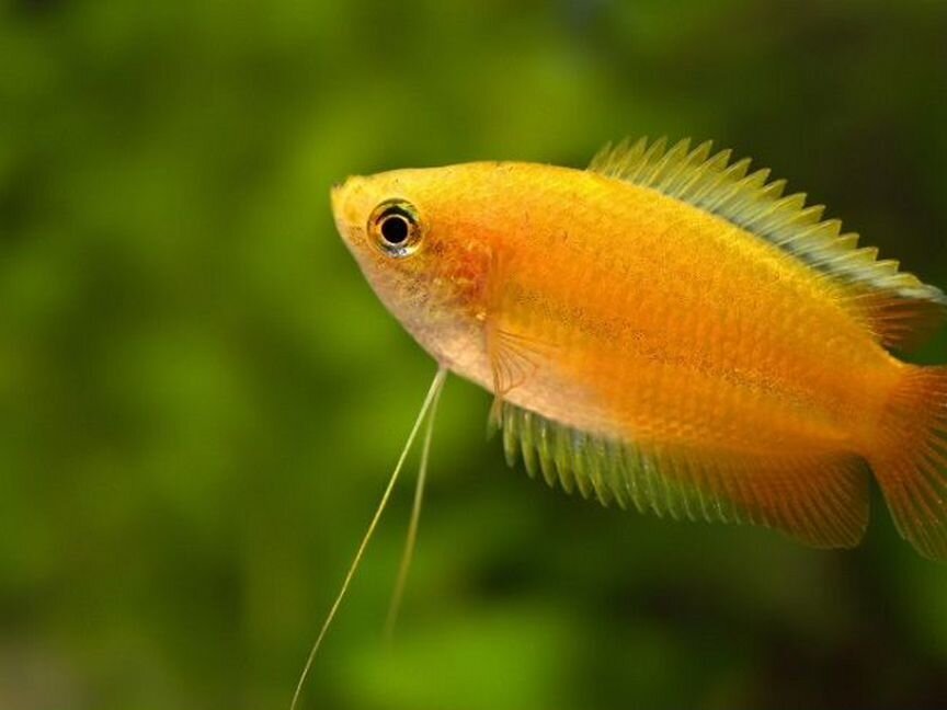 Гурами Медовый Золотой (арт 9638)