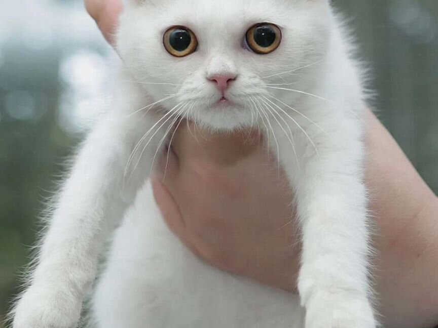 Котеночек в добрые руки
