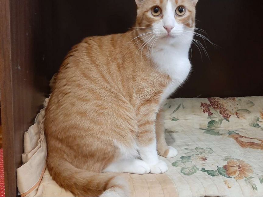 Кошки в добрые руки бесплатно