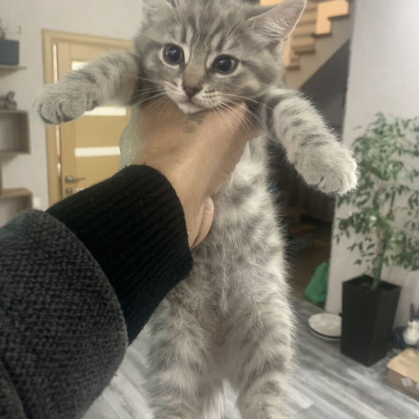 Отдам в добрые руки