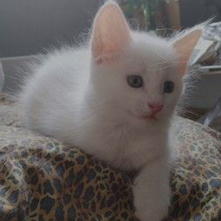 Продадим котенка