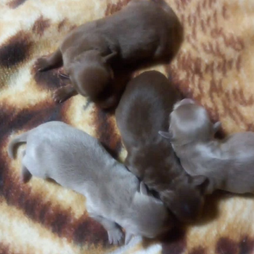 Йоркширский терьер, щенок