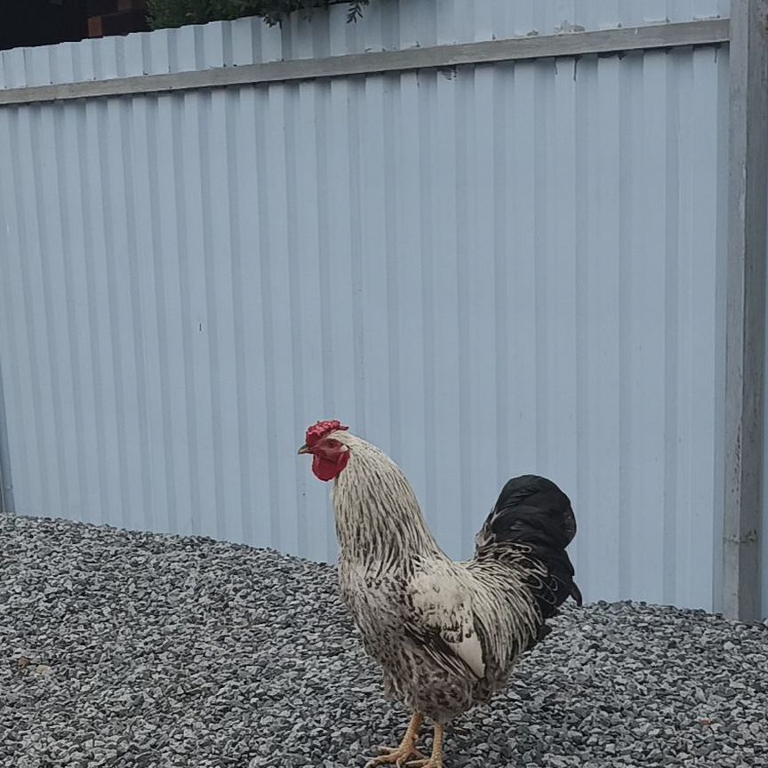 Петухи домашние молодые