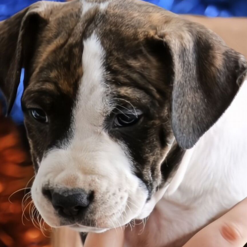 Американский стаффордширский терьер, щенок