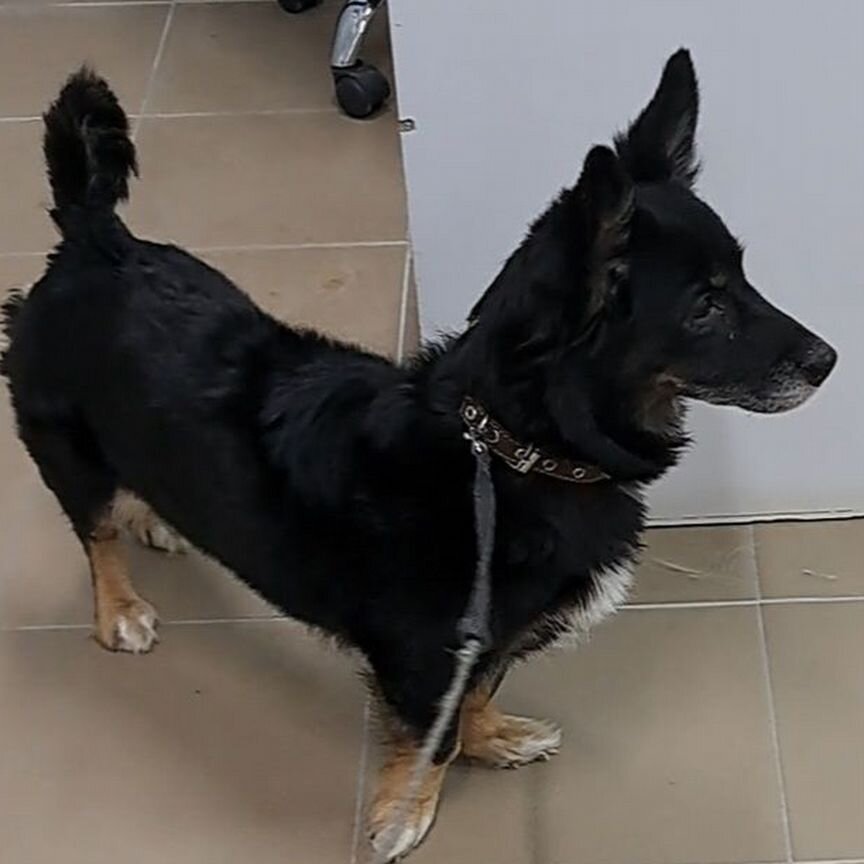 Взрослая собака в добрые руки