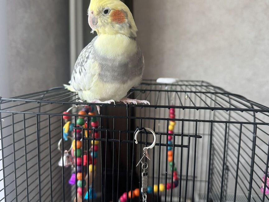 Попугай корелла с клеткой