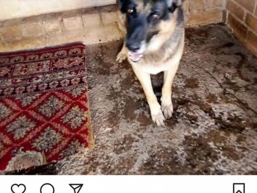 Овчарка попала в отлов