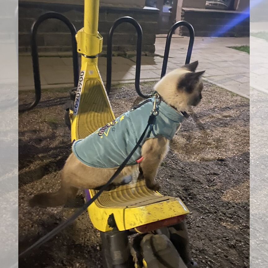 Жилетка для маленьких собак