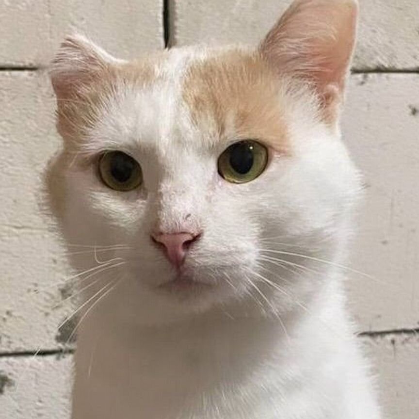 Котик Шустрик 1 годик
