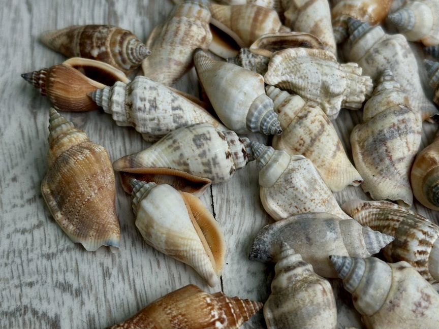 Морские ракушки 2-4 см, 50 штук