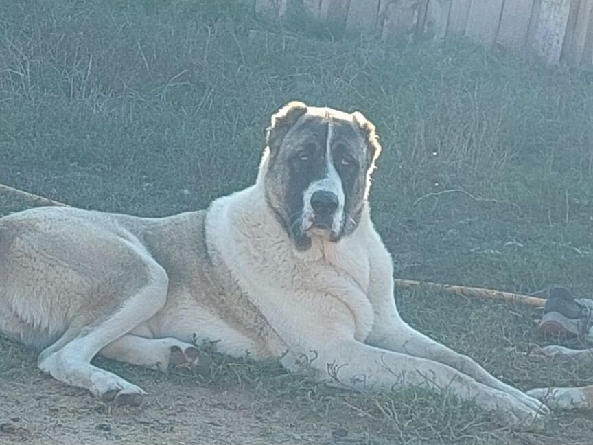 Армянский гампр щенок