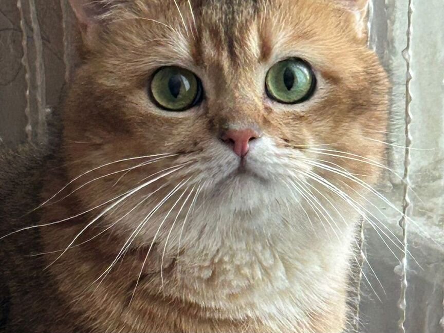 Кот скоттиш-страйт золотого окраса приглашает на в