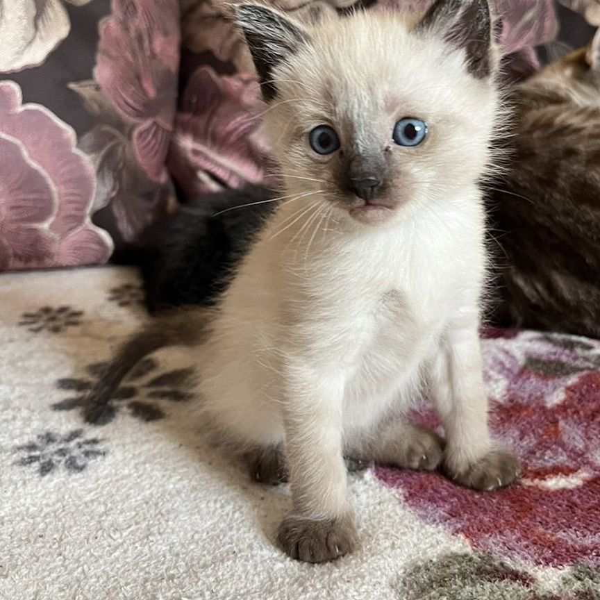Котёнок в добрые руки