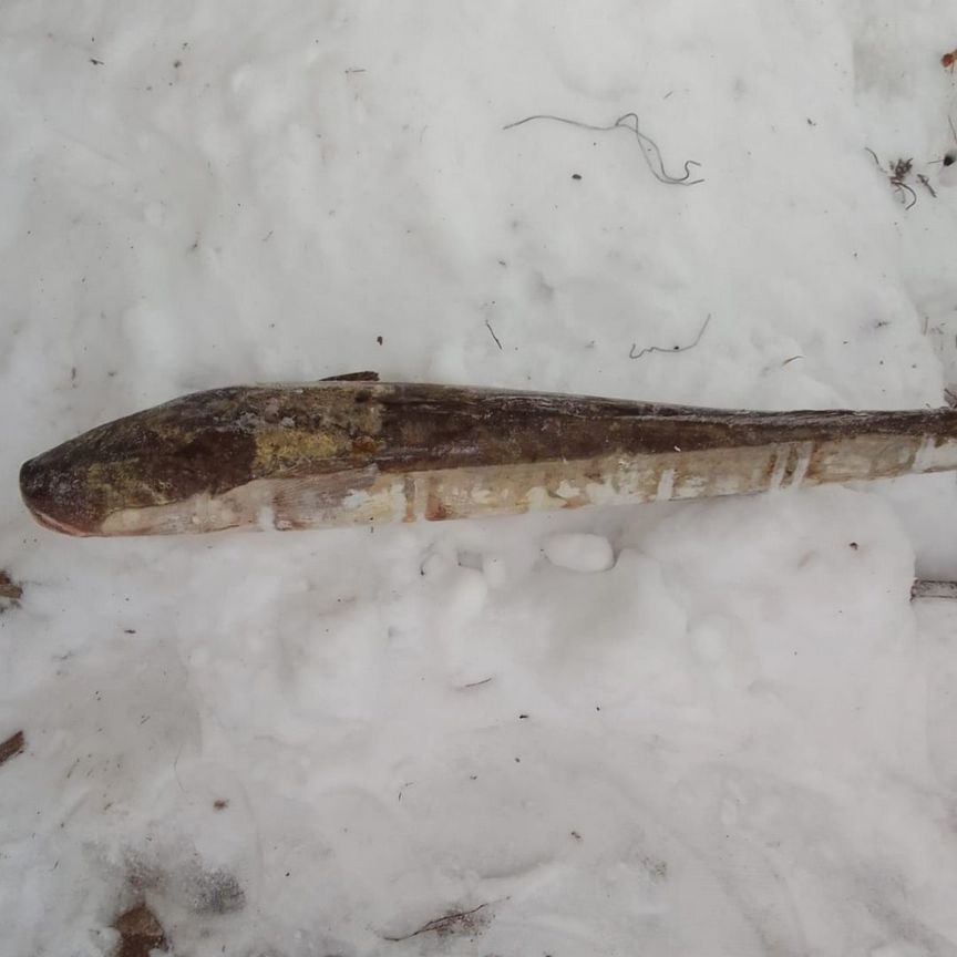 Щука,налим замороженный весенний на корм животным