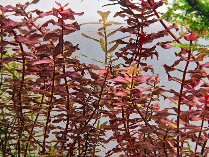 Ротала макрандра, индика