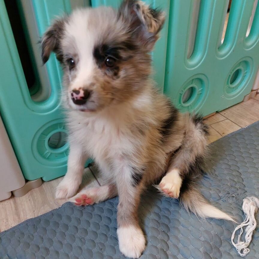 Бордер-колли, щенок