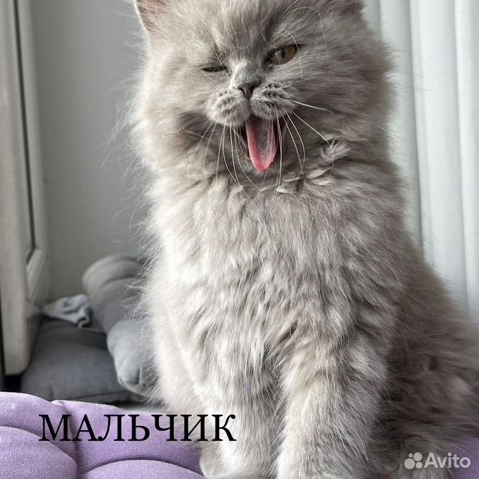 Шотландские котята 2 месяца