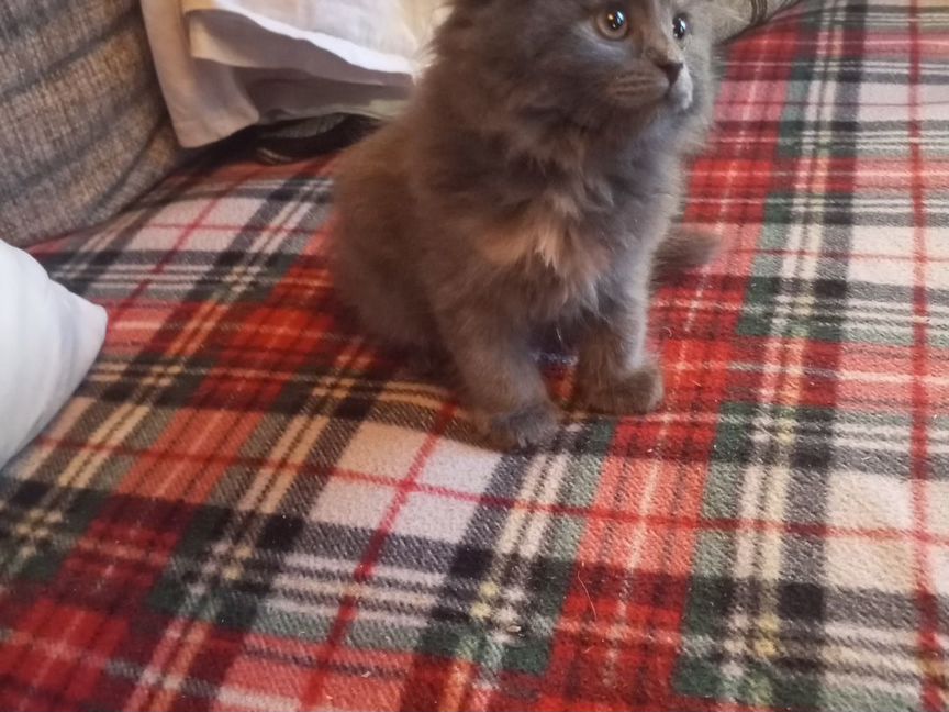 Котенок от вислоухой кошки