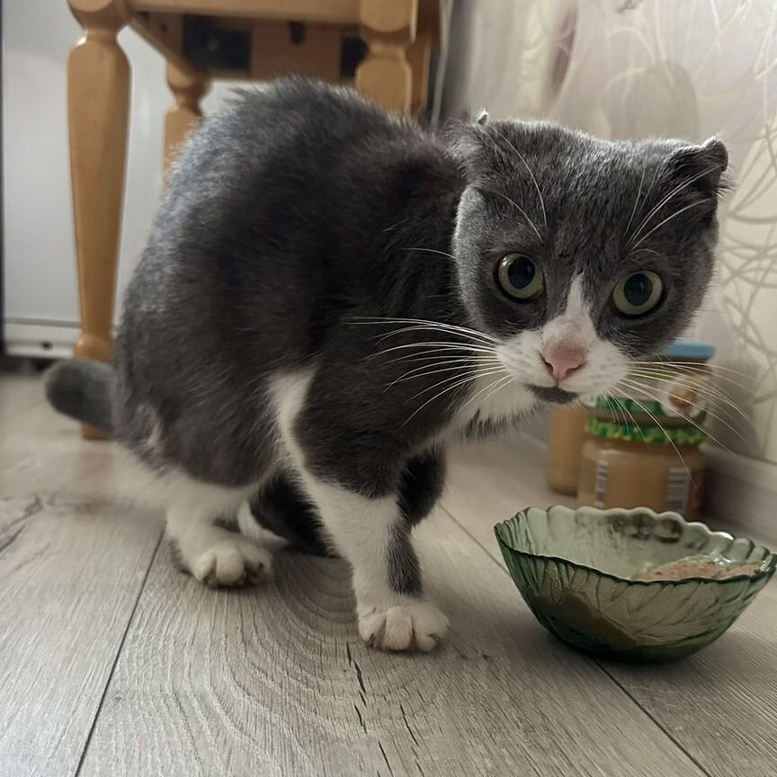 Котята в добрые руки бесплатно девочка