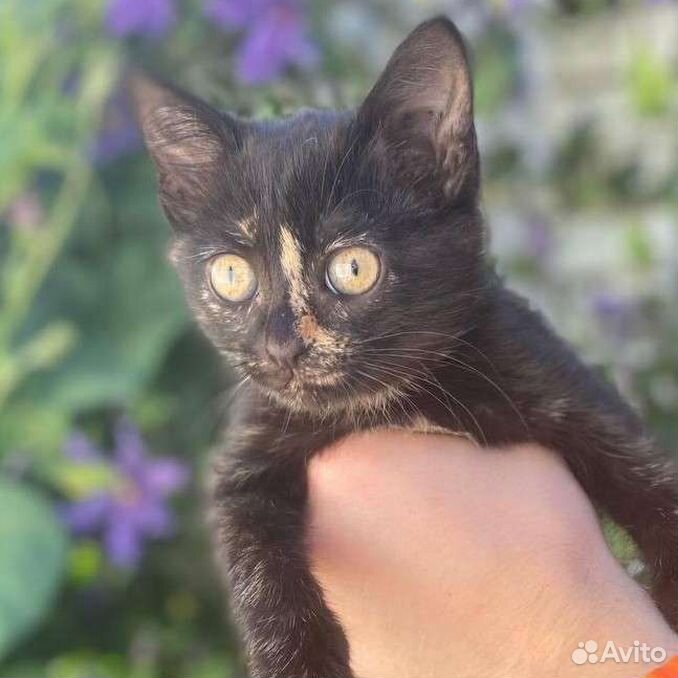 Отдам домашних няшек