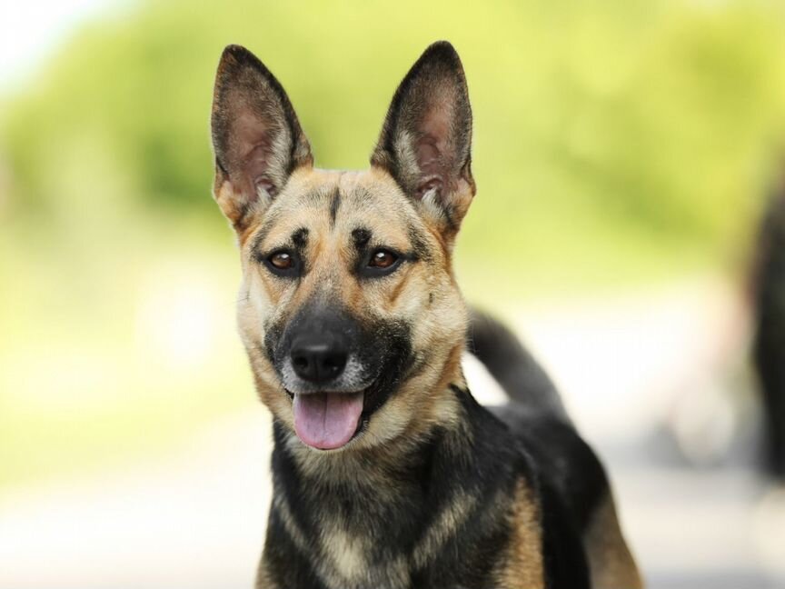 Метис немецкой овчарки в добрые руки