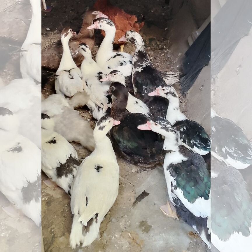 Мускусные утята