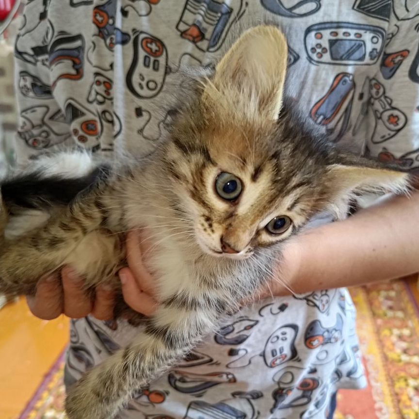 Отдам котят в добрые руки