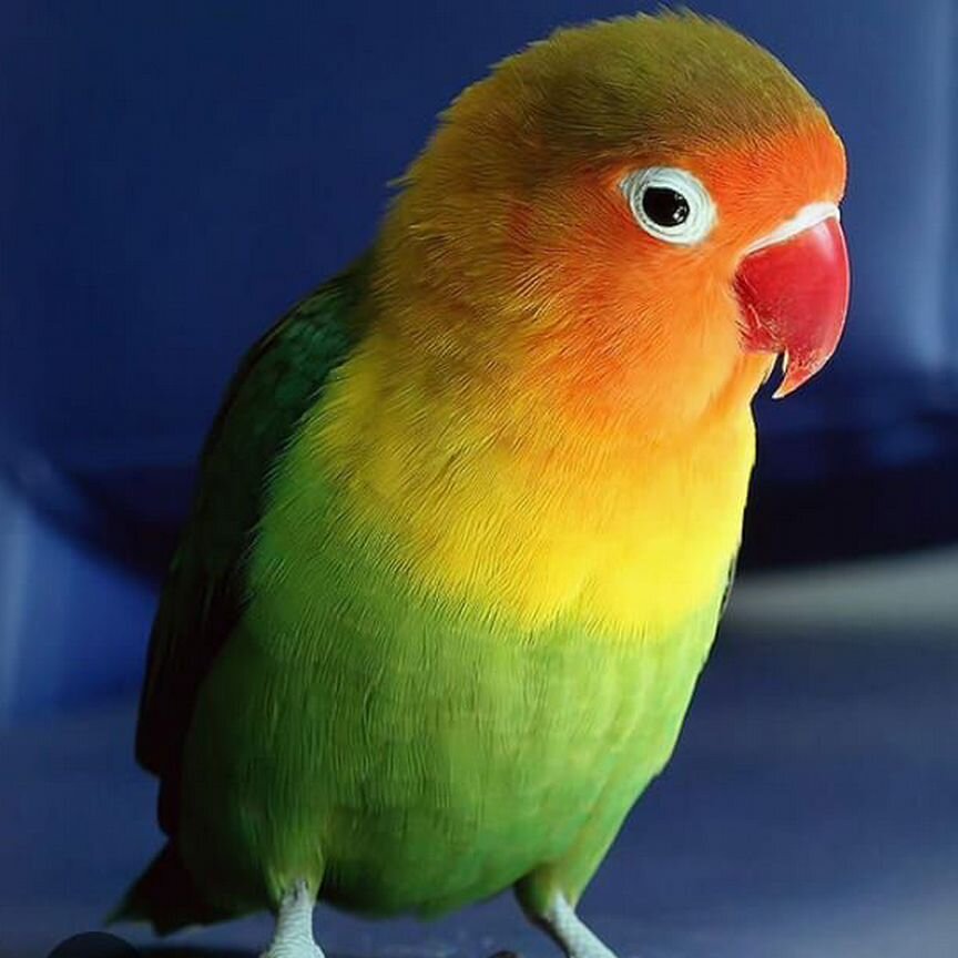 Попугай неразлучник самка