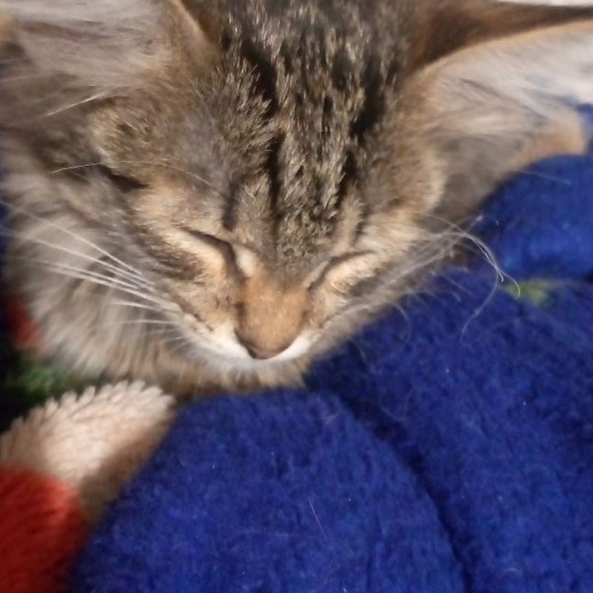 Коты и кошки на добрые руки
