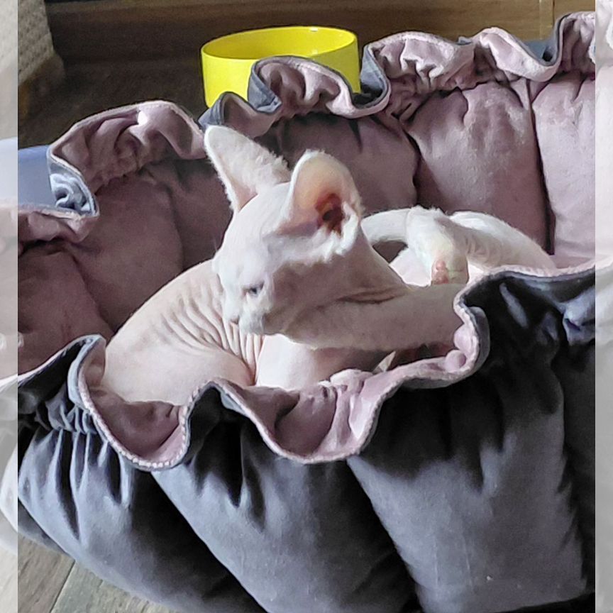 Девон-рекс котёнок