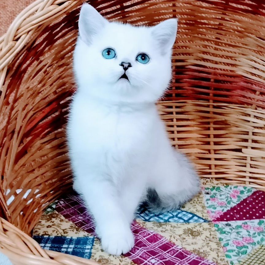 Шотландский прямоухий короткошёрстный котёнок