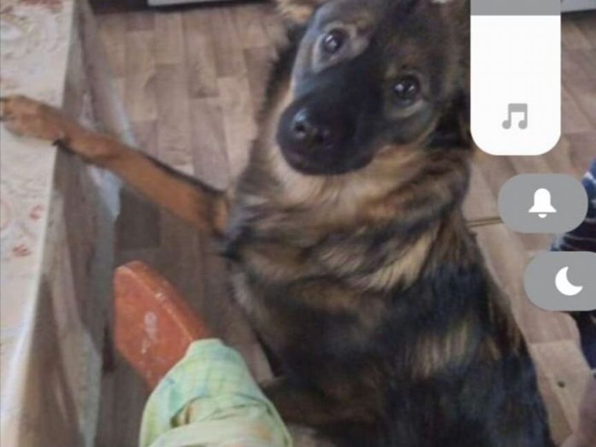 Собака нуждается в новом доме