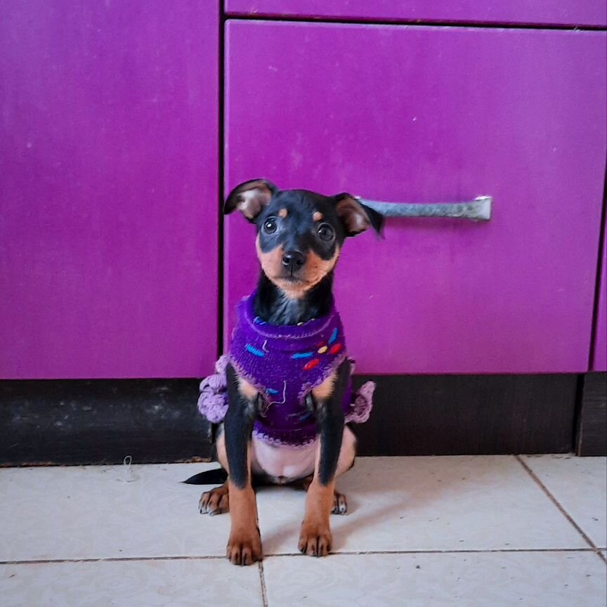 В хорошие руки, девочка тоичка