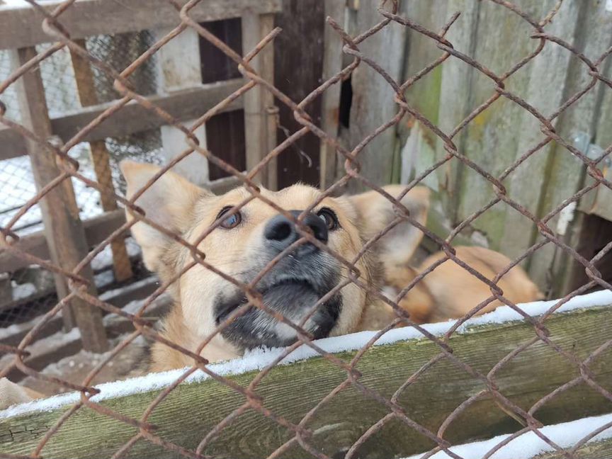 Собаки бесплатно в добрые руки