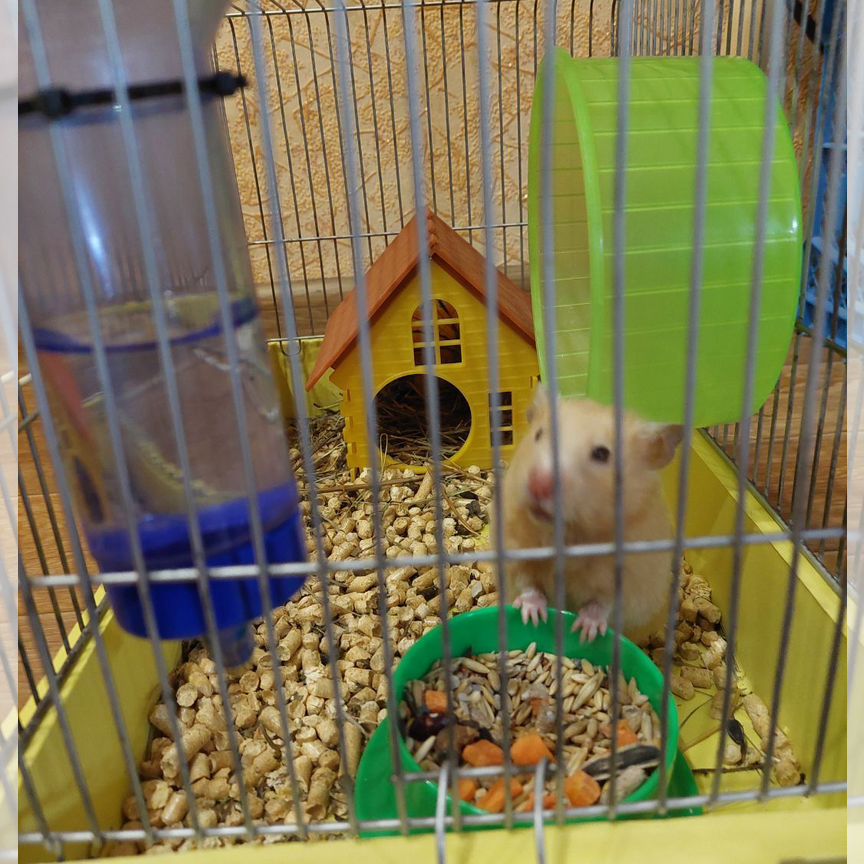 Клетка с хомяком серийским