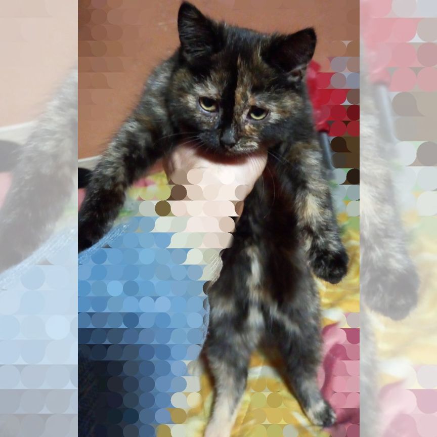 Котёнок подросток черепаховый