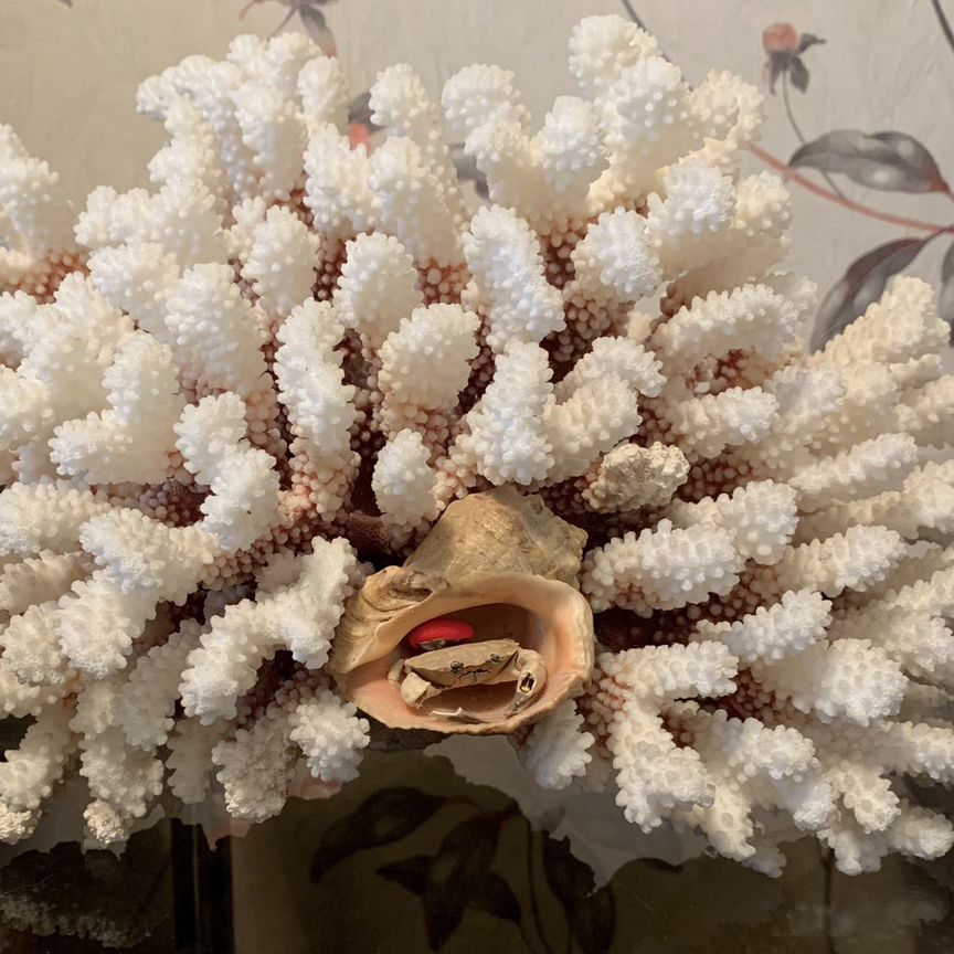 Морские кораллы