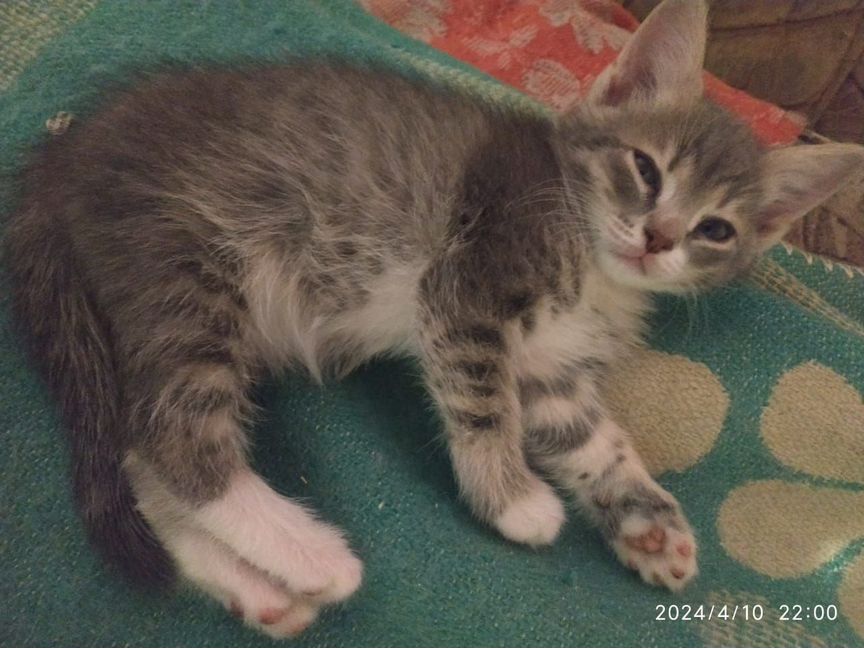 Маленькие котята девочки